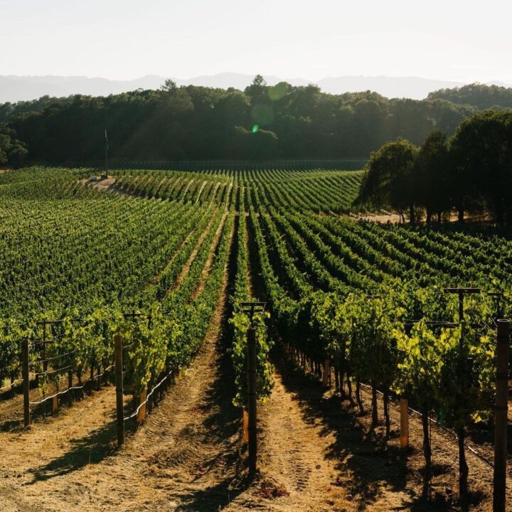 Heitz Cellar: The Benchmark for Wine in Napa Valley | Tock